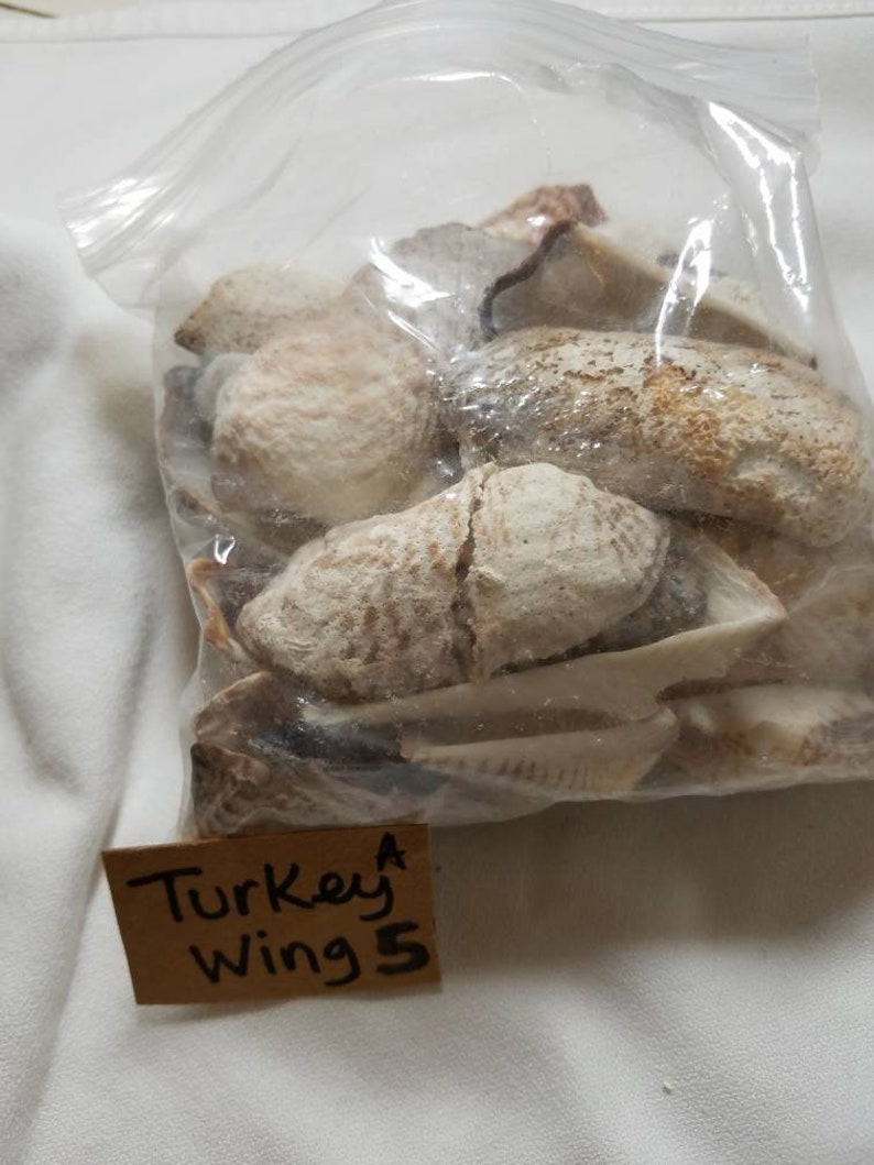 Turkey Wing Seashells Clam Shells Brown Tiger Claw Craft - Etsy