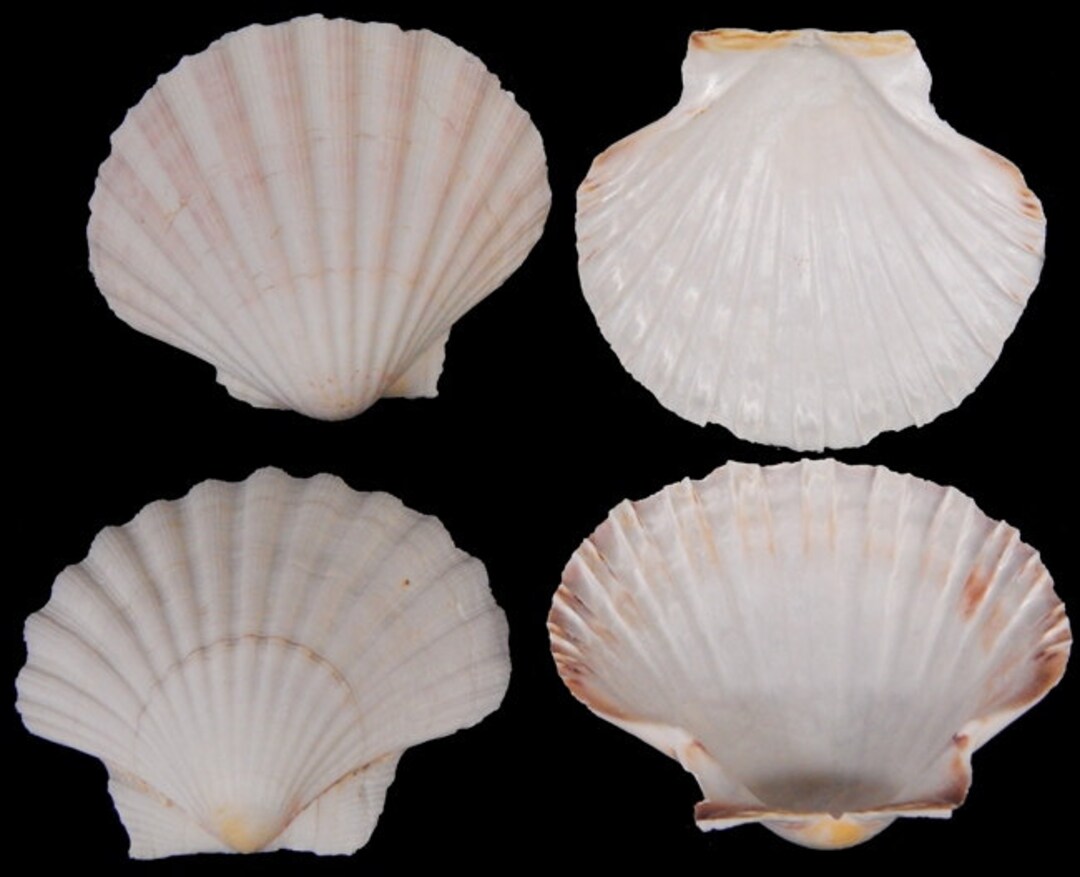 6 Pcs Irish Baking Clam Semi-white Scallop Clam Scallop Clam Scallop ...