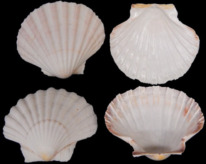 6 Pcs Irish Baking Clam Semi-white Scallop Clam Scallop - Etsy