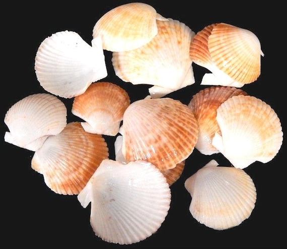 Baby Muscheln
