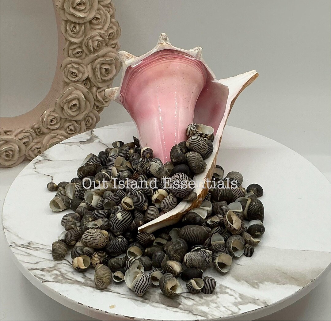 Mixed Nerita Columbella Seashells I ONE Cup of Brown Craft Shells I ...