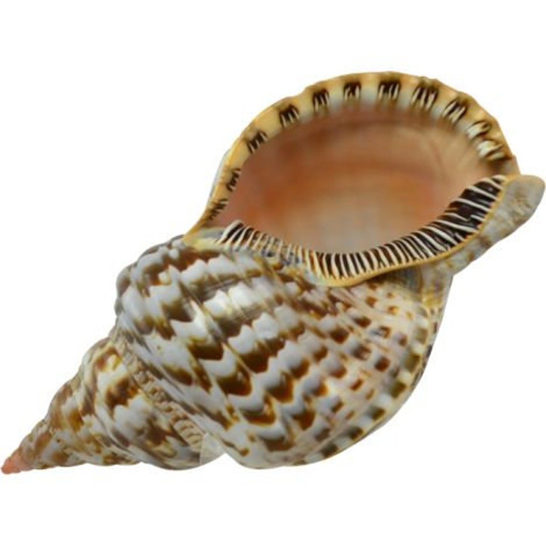 Majestic Triton Shell I Collector's Shells I Stunning Triton Shell I ...