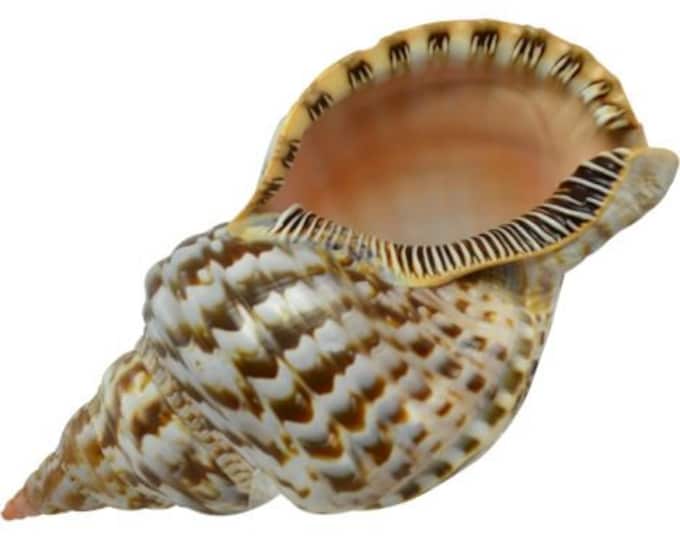 365mm Triton Trumpet Charonia Seashell Coastal Décor, Rare Shell for ...