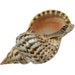 Majestic Triton Shell I Collector's Shells I Stunning Triton Shell I ...