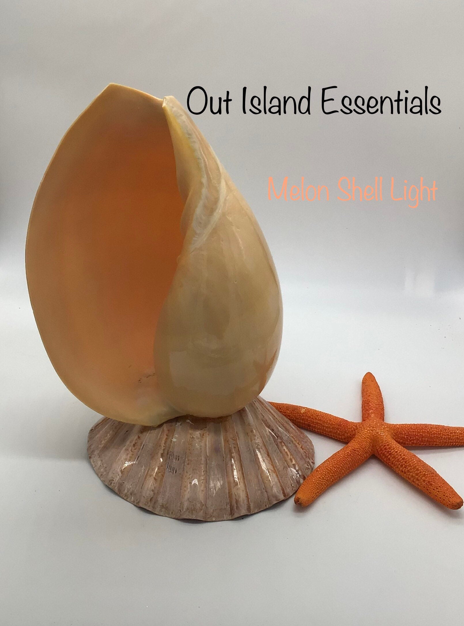 Seashell Light Shell Night Light Melon Shell Night Light | Etsy