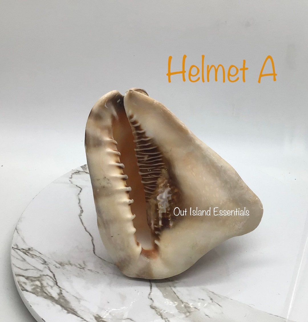 King Helmet Conch I Bahamian King Helmet Conch Shell I King Conch Shell ...