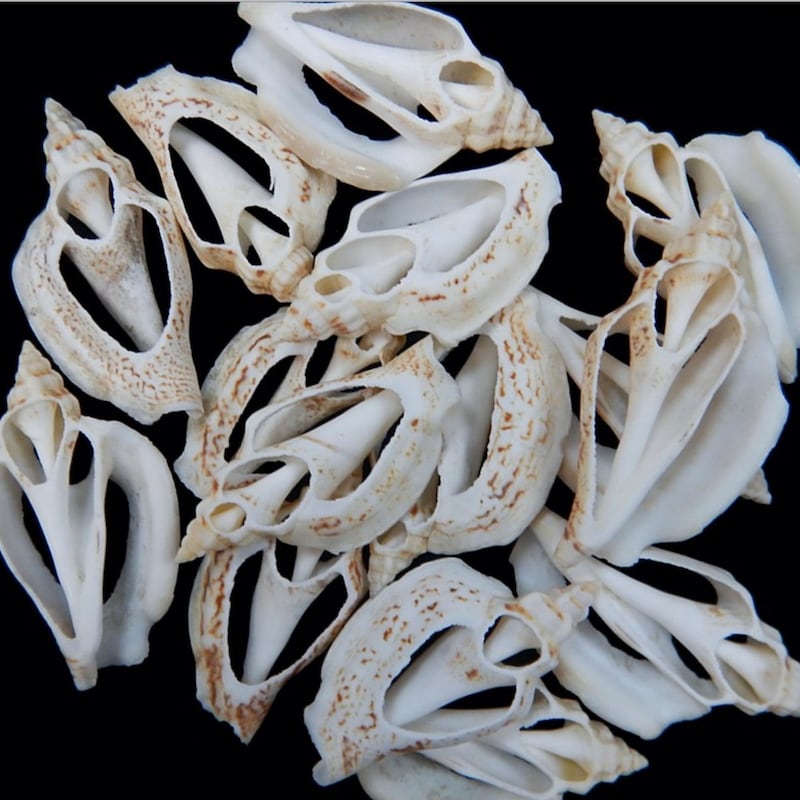 Cut Seashells - Etsy