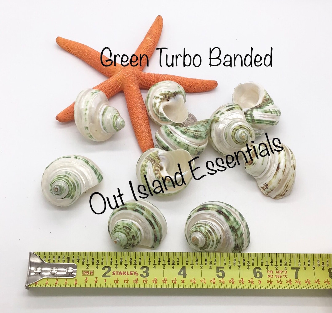 Green Turbo Pearl Banded I Pearl Stripe Turbo I Hermit Crab Shells ...