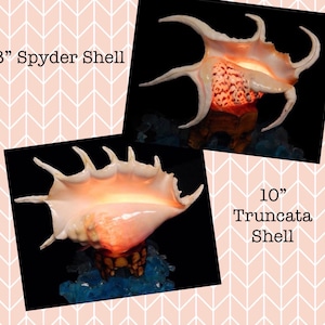 Nautilus Shell Light | Tonna Shell Light | Coastal Seashell Light ...