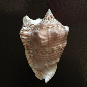 Small Conch Shell I Hawk Wing Conch I Fighting Conch I Milk Conch I - Etsy