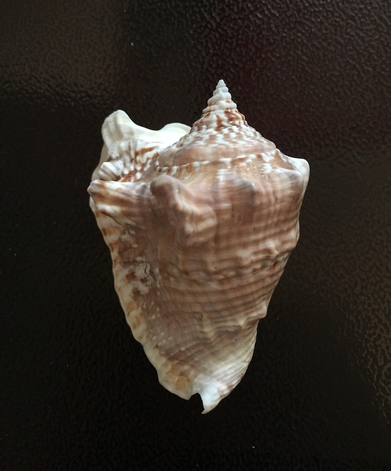 Small Conch Shell I Hawk Wing Conch I Fighting Conch I Milk Conch I - Etsy