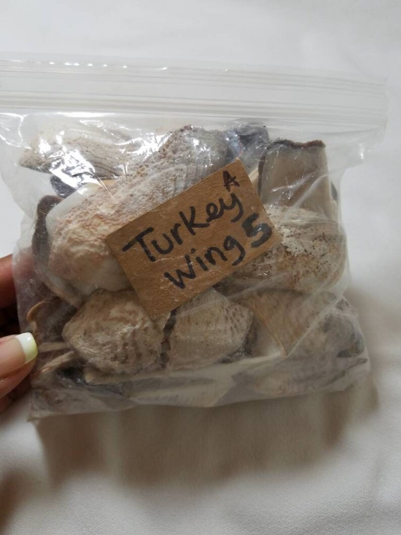 Turkey Wing Seashells Clam Shells Brown Tiger Claw Craft - Etsy