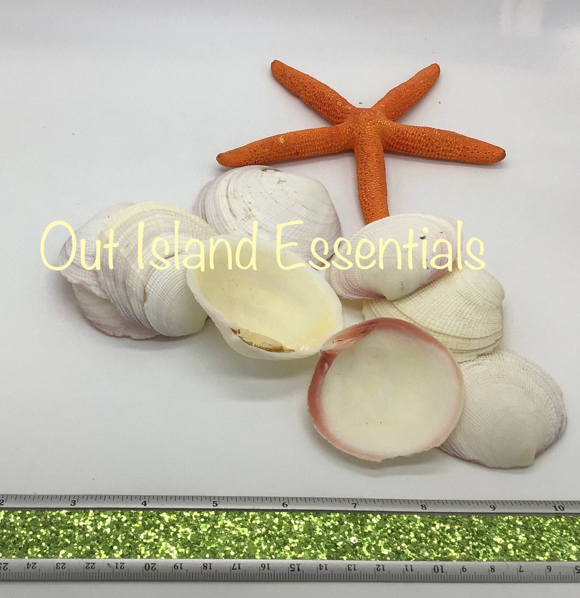 10 PCS. Tiger Clam Seashells I Craft Shells I Bulk Seashells I White ...