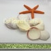 10 PCS. Tiger Clam Seashells I Craft Shells I Bulk Seashells I White ...