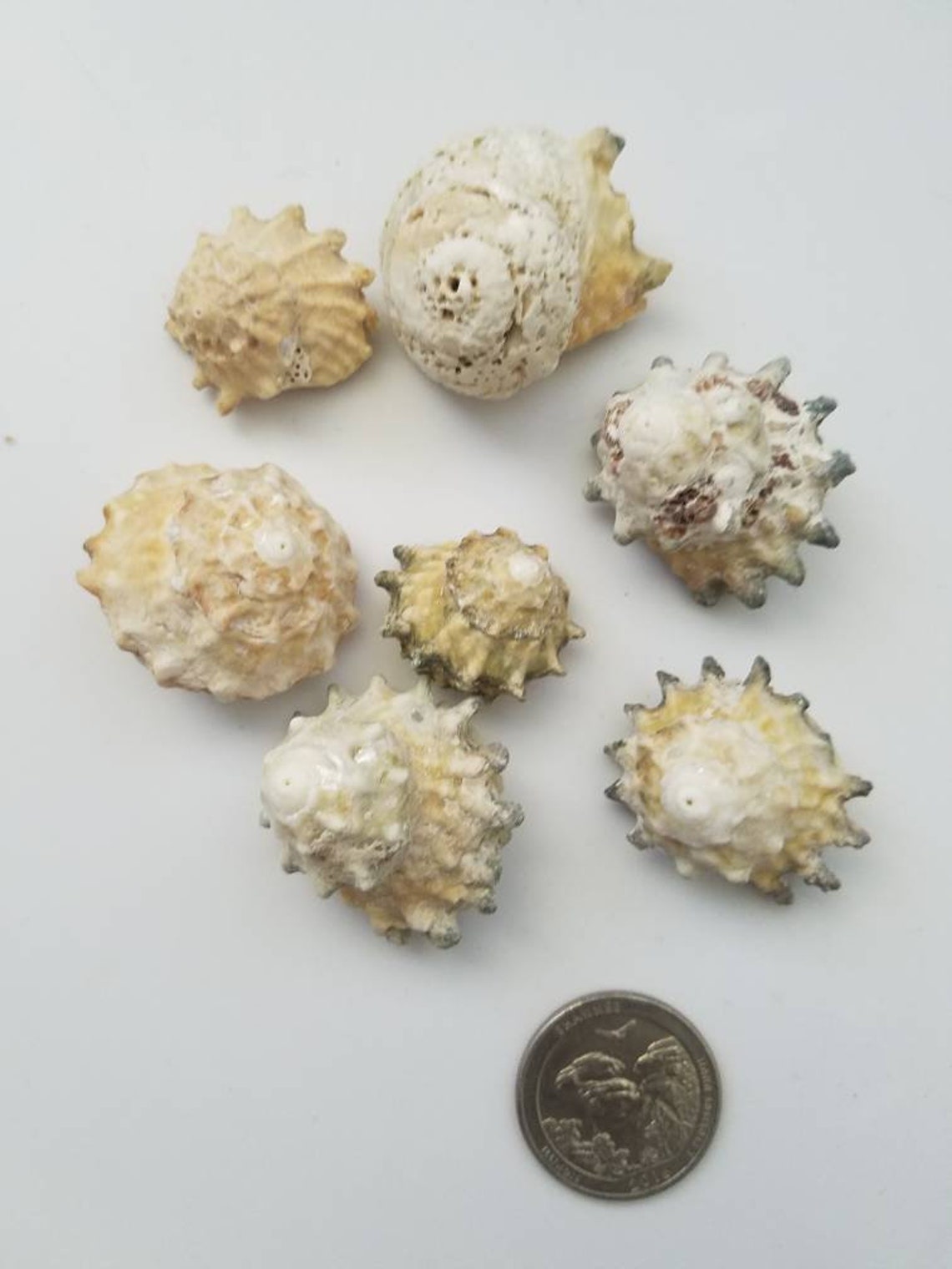 Astrea Calcar Seashells, Craft Shells, Wholesale Seashells, 7 Pcs per ...