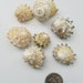 Astrea Calcar Seashells, Craft Shells, Wholesale Seashells, 7 Pcs per ...
