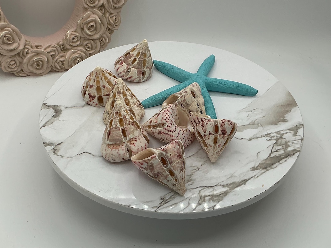 Red Trochus Dotted Cut Shell I Pink Trochus Shells I Craft Shells I ...