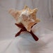 Bahamian Queen Conch Shell I Pink Conch Shell SLIT BACK I Large ...