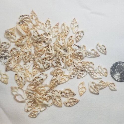 Center Cut Sliced White Tibia 3 4 Craft Shells - Etsy