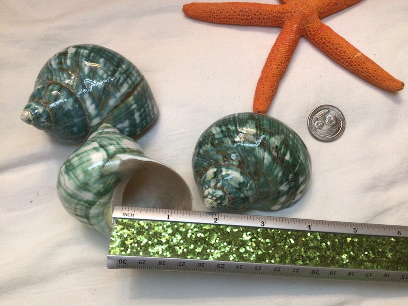 Jade Turbo Polished Shell I Turbo Seashell I Jade Turbo | Etsy