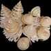 Baby Deep Scallop Baby Pectins Baby Scallops Craft Shells - Etsy