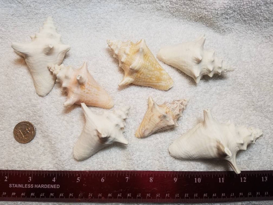 6 Pcs. Sun Bleached Baby Queen Conch Shell I Bahamas Queen Conch Shell ...