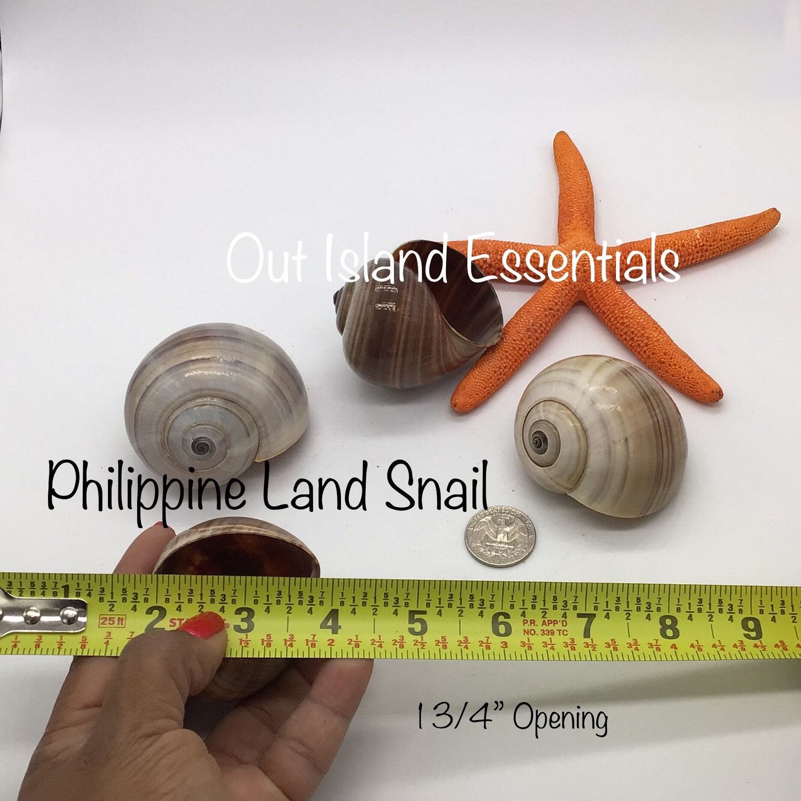 Philippine Land Snail I Snail Shell I Philippine Seashell I 2.5-3 ...
