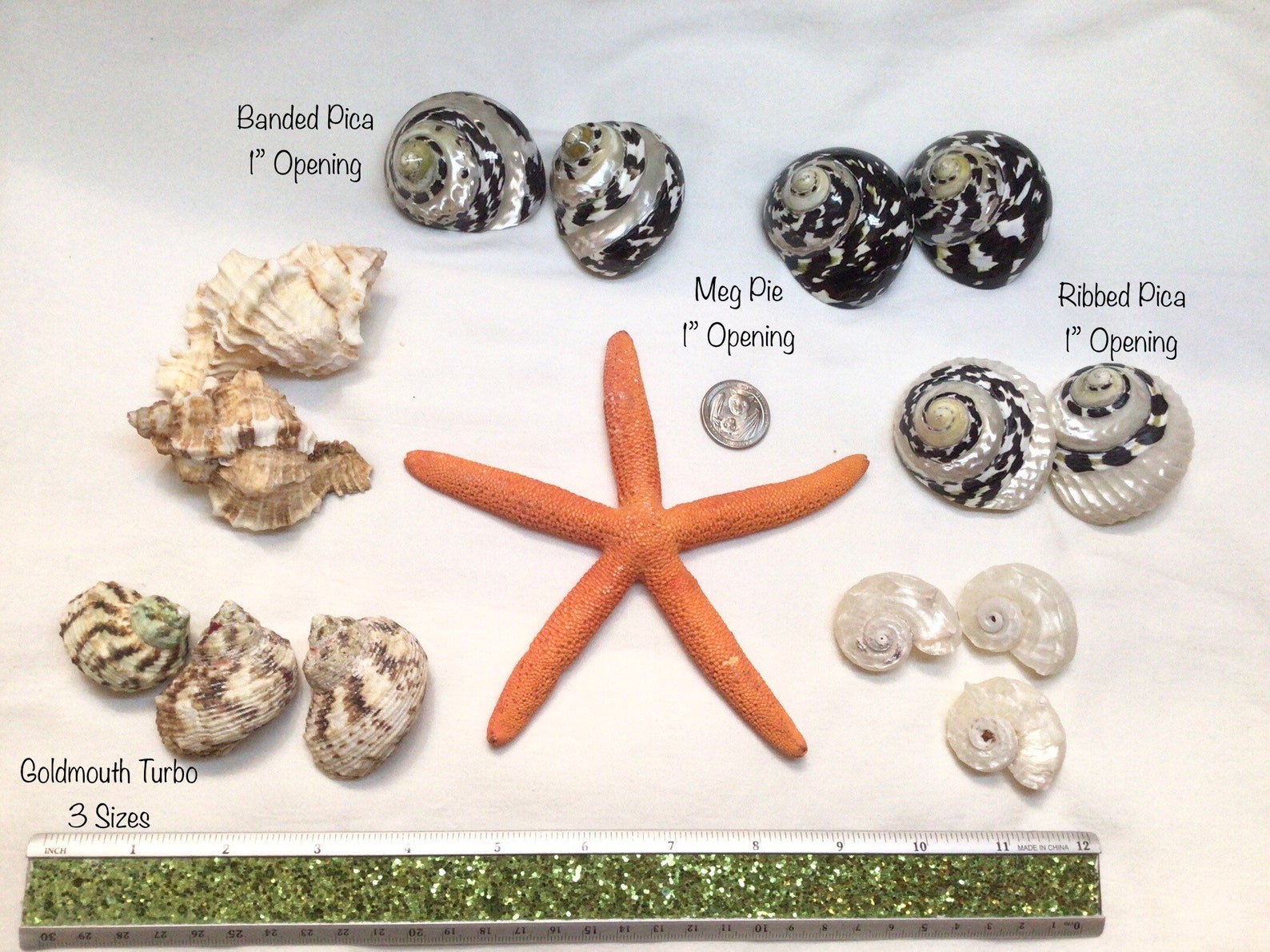 Pearl Banded Polished Arapica Pie Seashell 1" OR 1.5" Opening I Magpie ...