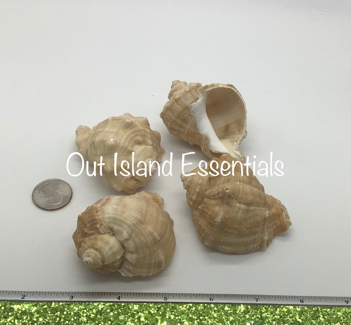 Rapana Rapiformis I Rapana Shell I Rapana Rapiformis Seashell I Turbo ...