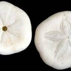 Baby Sea Biscuit (10), Seabiscuit Shell , Seashells, Beach Wedding ...