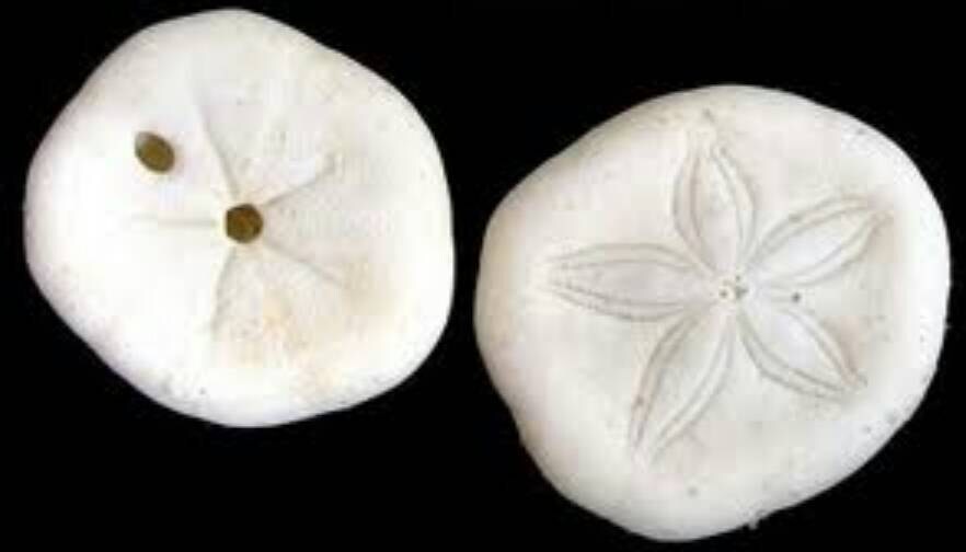 Baby Sea Biscuit 10 Seabiscuit Shell Seashells Beach - Etsy