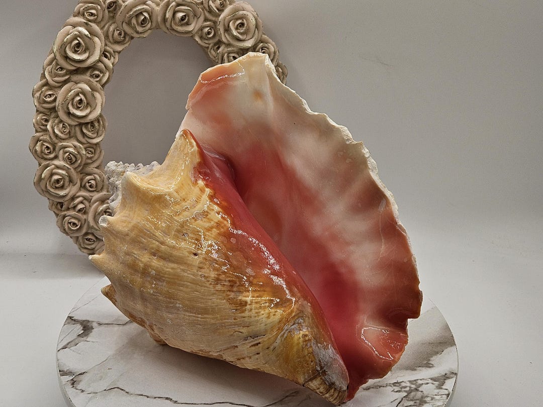 9" Natural Large Bahamian Queen Conch I Pink Conch Shell SLIT BACK I ...