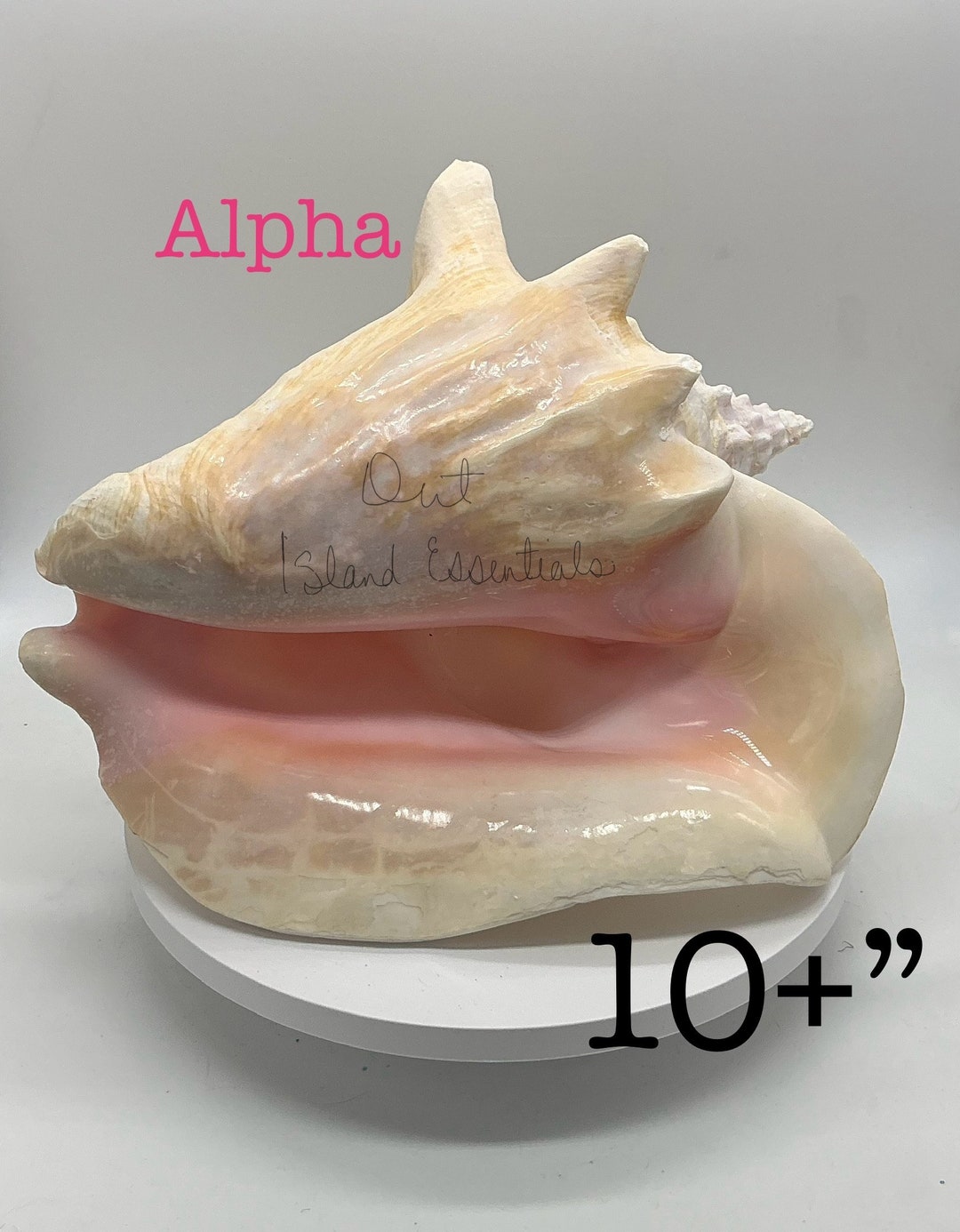 Extra Larges Bahamian Queen Conch Shell I ONE Xtra Large 10 Pink Conch ...