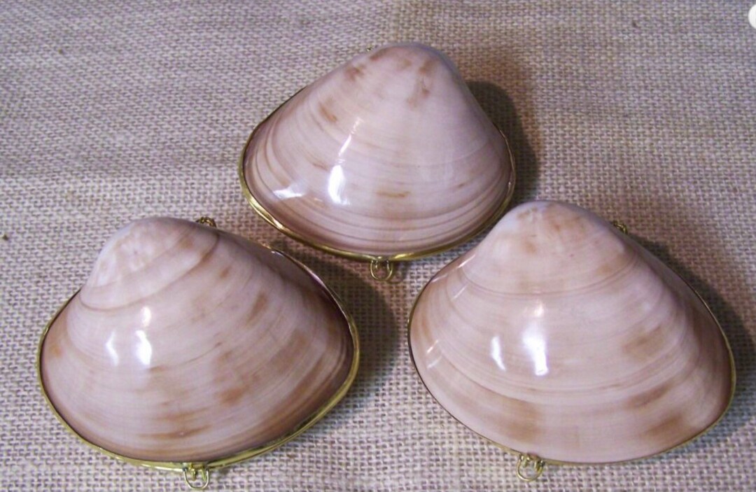 One Seashell Coin Purse Seashell Pill Box Seashell Ring Holder I Shell ...