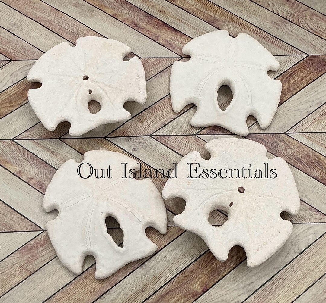 Keyhole Arrowhead Sand Dollar I White Sand Dollar I Wedding Seashells I ...