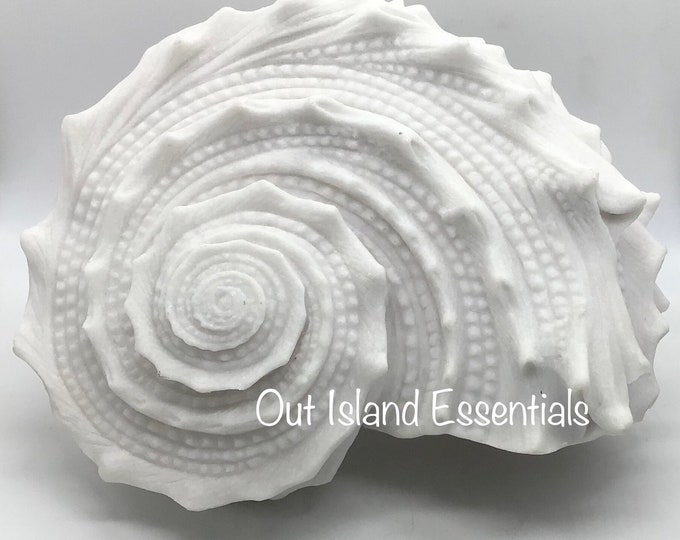 Extra Large Resin Delphinula Shell I Eco-friendly Seashell Decor I ...