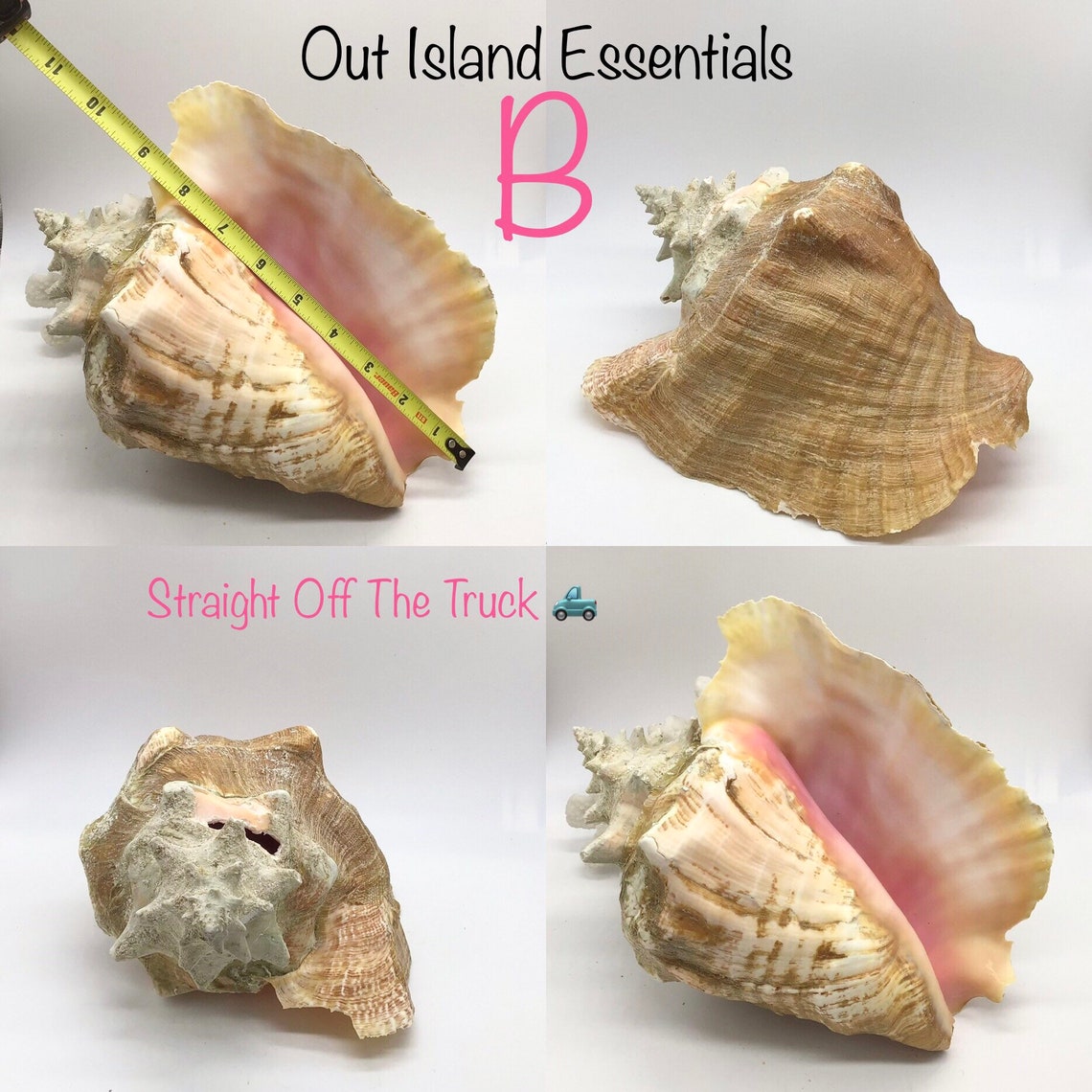Natural Large Bahamian Queen Conch Shell I Pink Conch Shell | Etsy
