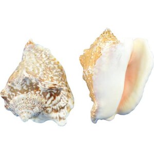 Small Conch Shell I Hawk Wing Conch I Fighting Conch I Milk Conch I - Etsy