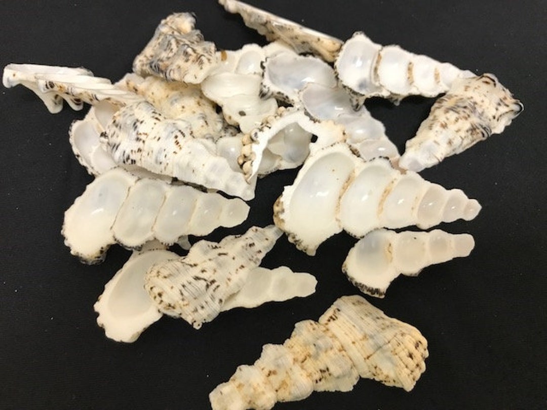 Half Cut Cerithium Aluco Shells I Craft Shells I Cut Sliced Aluco ...