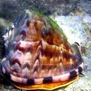 King Helmet Conch I Bahamian King Helmet Conch Shell I King Conch Shell ...