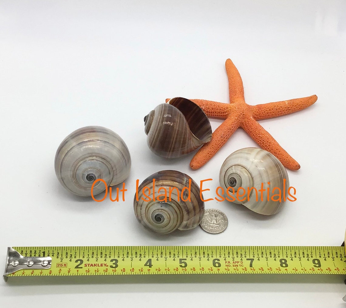 Philippine Land Snail I Snail Shell I Philippine Seashell I 2.5-3 ...