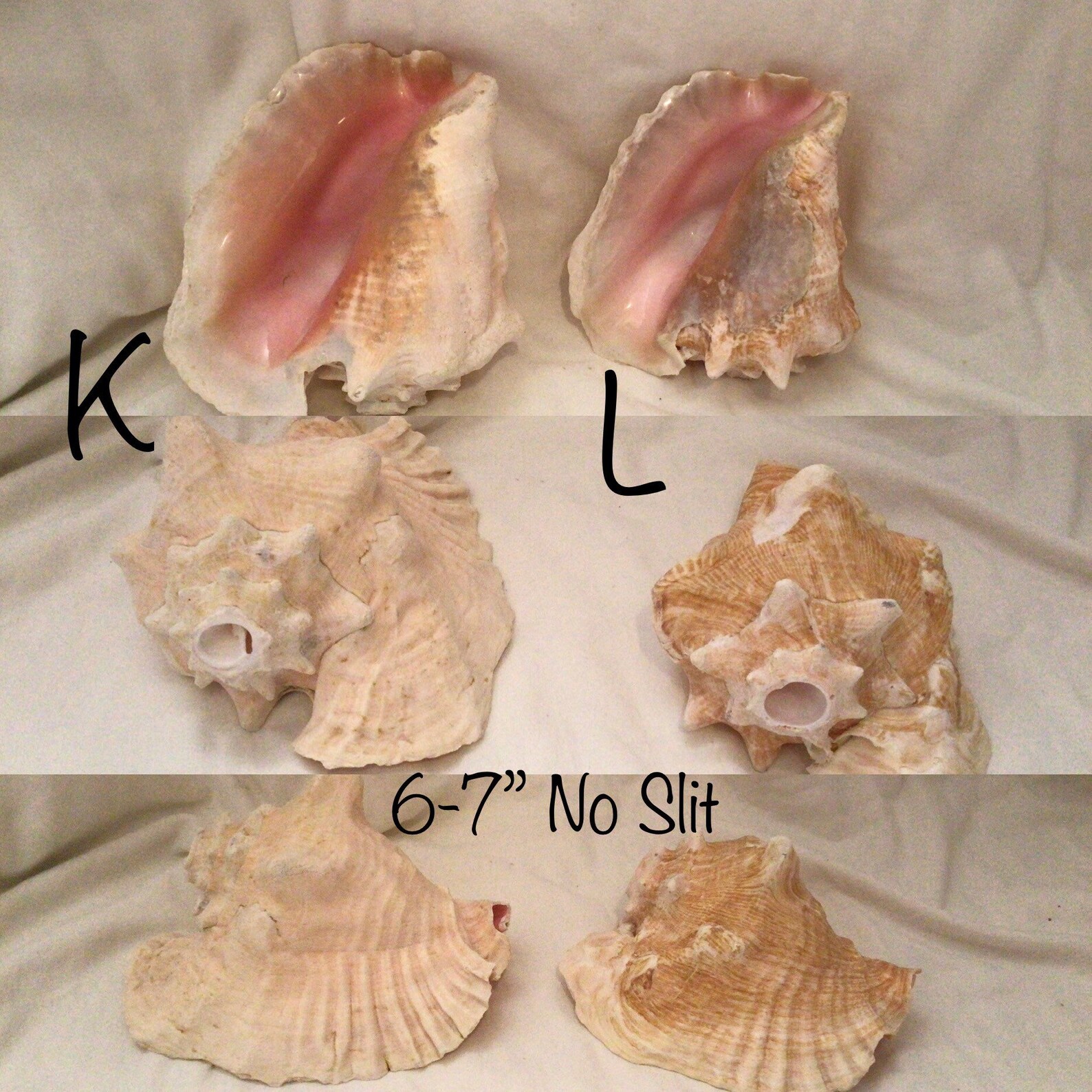 6-7 NO SLIT Conch Shell Horn I Queen Conch Horn I Conch | Etsy
