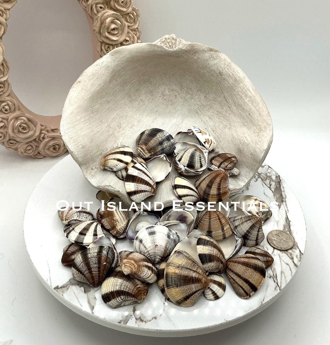 20pcs. Mexican Sunset Striped Clam Shells, Sunset Clams, Striped Shells ...