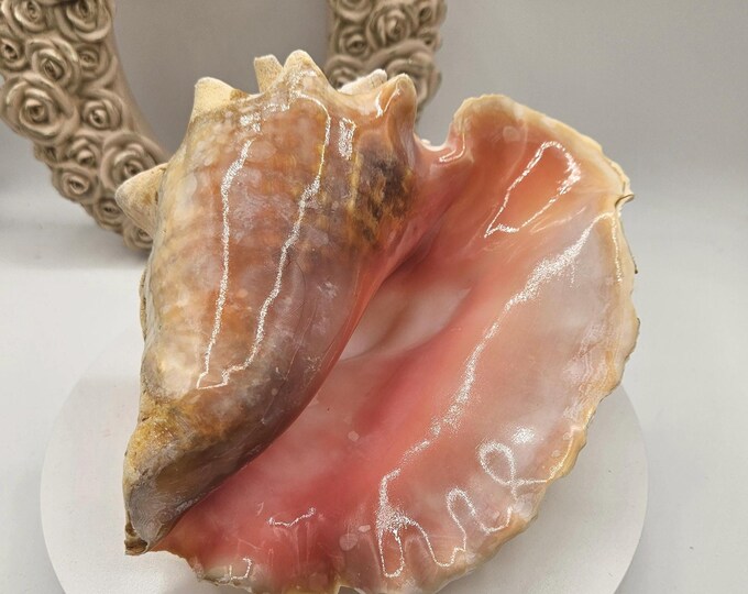 9" Natural Large Bahamian Queen Conch Shell I Pink Conch Shell SLIT ...