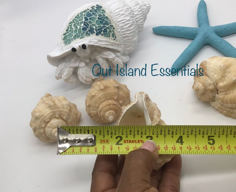 Rapana Rapiformis I Rapana Shell I Rapana Rapiformis Seashell I Turbo ...