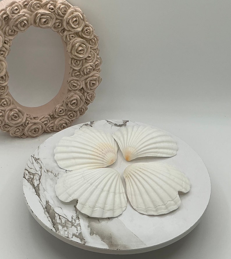 Heart Shape Scallop Shell I Semi-white Irish Baking Clam | Heart Shaped ...