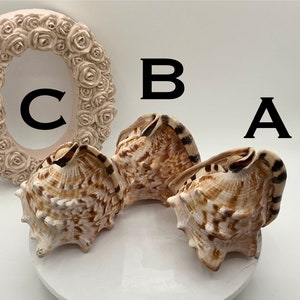 King Helmet Conch I Bahamian King Helmet Conch Shell I King Conch Shell ...