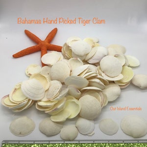 Tiger Clam Seashells, Clam Shells, White Tiger Clams, Craft Shells ...