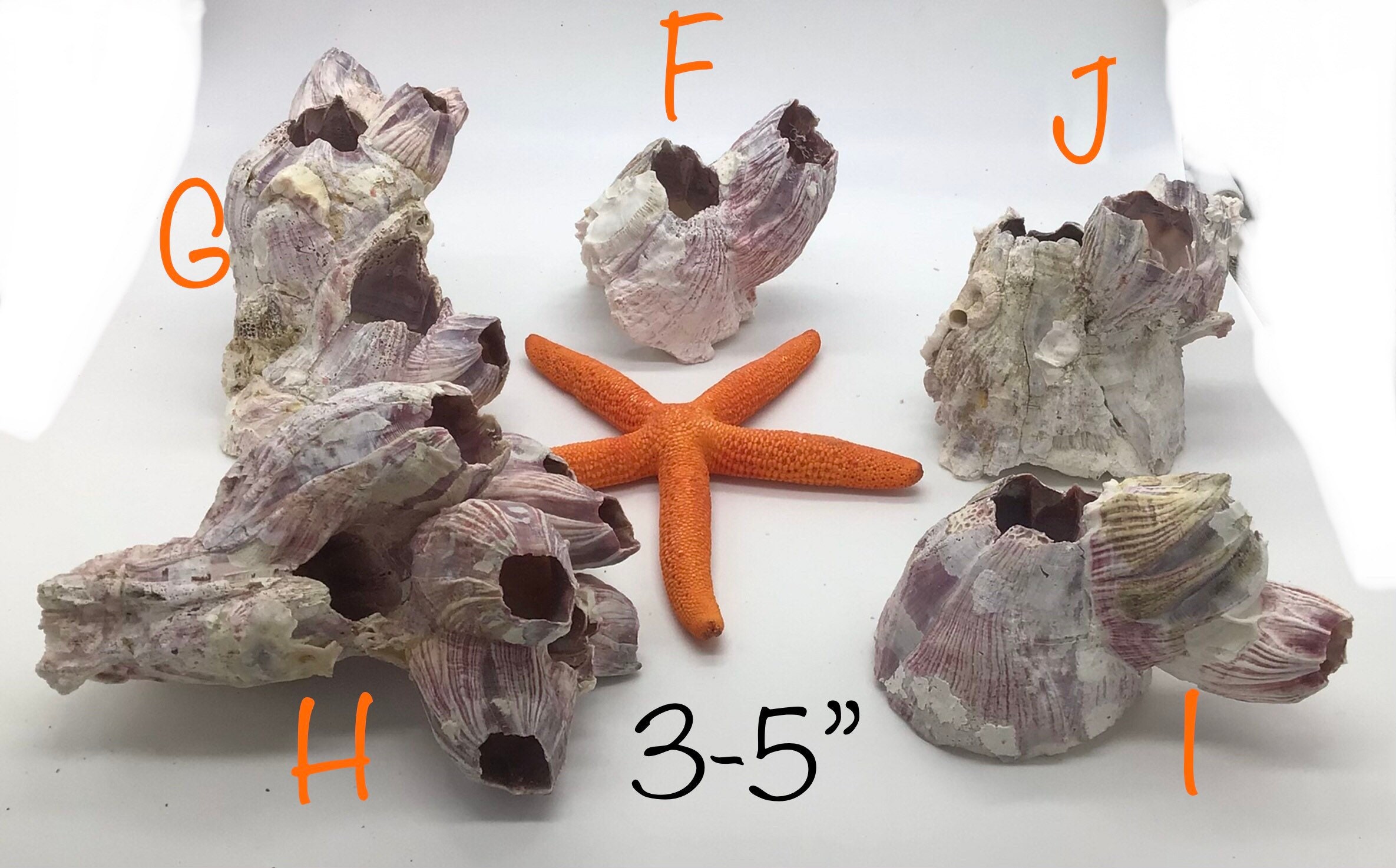 Purple Barnacle I Real Barnacle I Ocean Barnacles I Assorted - Etsy
