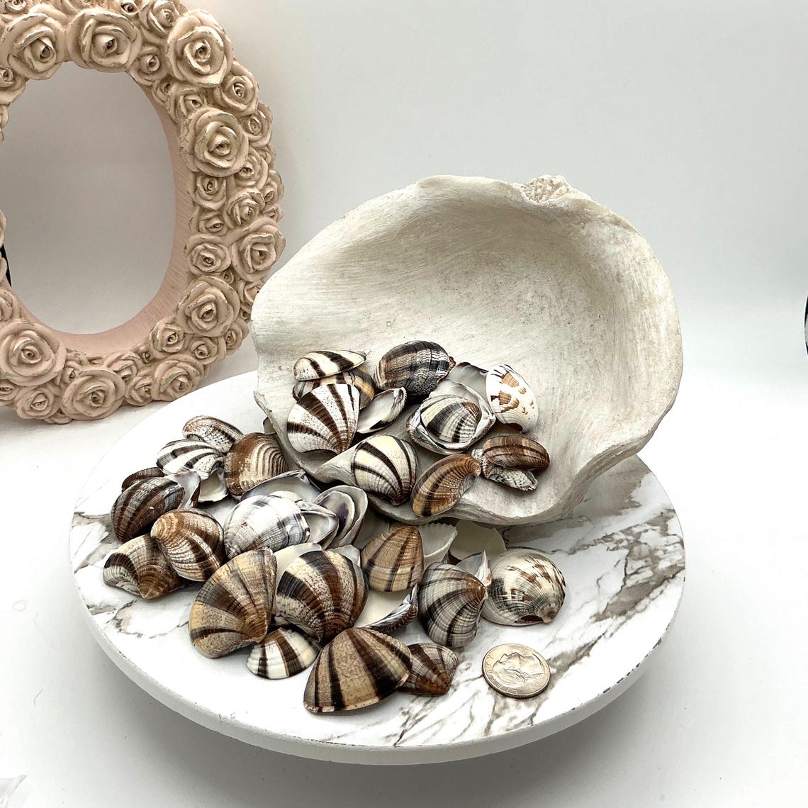 20pcs. Mexican Sunset Striped Clam Shells, Sunset Clams, Striped Shells ...